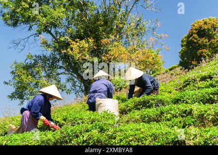 Workers in traditional hats picking upper tea leaves Stock Photo - Alamy