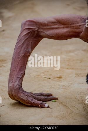 Kushti Pahlawani Wrestlers at Tulsi Ghat Akhara of Varanasi Stock Photo ...