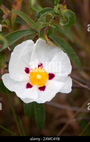 Sun Rose Cistus x dansereaui 'Decumbens' Stock Photo - Alamy