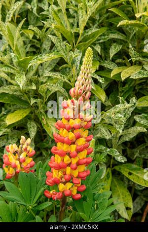 Lupinus stiversii, Harlequin Lupin Stock Photo - Alamy