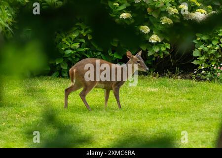 Muntjac Deer, Muntiacus reevesi, Leighton Buzzard, Bedfordshire ...