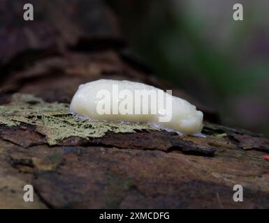 White Slime Mould, False Puffball, Enteridium lycoperdon ...