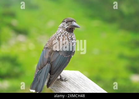 The spotted nutcracker, Eurasian nutcracker, simply nutcracker ...