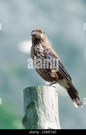 The spotted nutcracker, Eurasian nutcracker, simply nutcracker ...