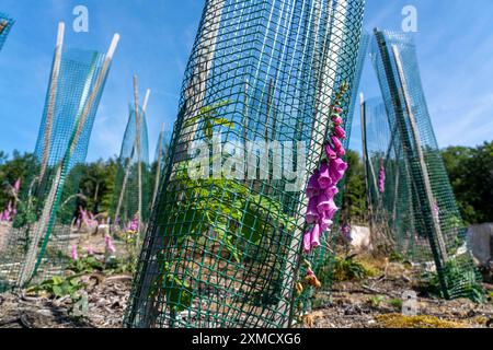 Reforestation in the Arnsberg forest near Hirschberg, district of Soest ...