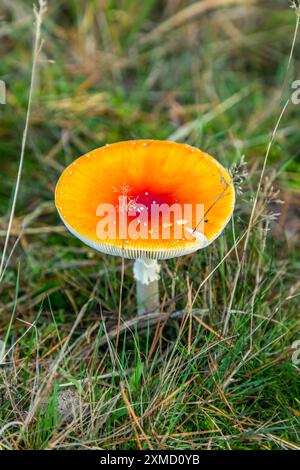 Wild fern in the forest near Moscow. Polypodiophyta. Front view Stock ...