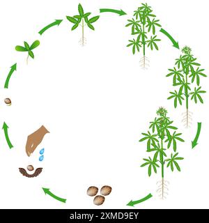 The cannabis plant life cycle illustration Stock Vector Image & Art - Alamy