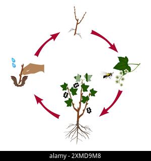 Cycle of growth of a plant of a bush black chokeberry (Aronia ...