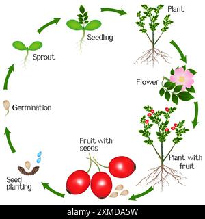 Cycle of rose plant growth, isolated on white background Stock Vector ...