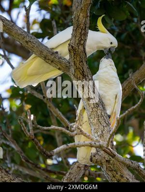 Cockatoos in the Royal Botanical Gardens, Sydney, Australia, NSW Stock ...