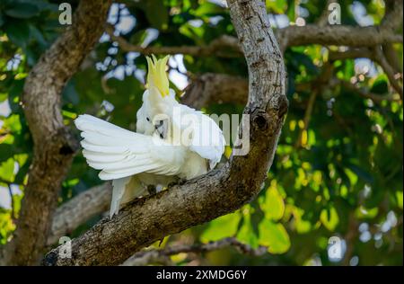Cockatoos in the trees at the Royal Botanical Gardens, Sydney ...