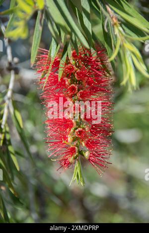 Red flower of the Callistemon Laevis plant. Callistemon Laevis is a ...