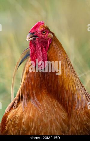 Red Rooster Portrait Stock Photo - Alamy