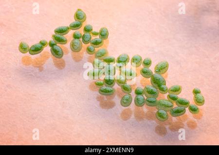 Spotless watermeal (Wolffia arrhiza), Araceae. smallest vascular plant ...