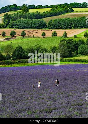 Kentish Lavender shop, Castle Farm, Kent Stock Photo - Alamy