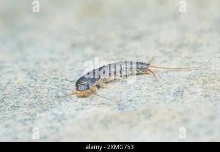 A Silverfish, Lepisma saccharinum on floor, Insect running on floor ...
