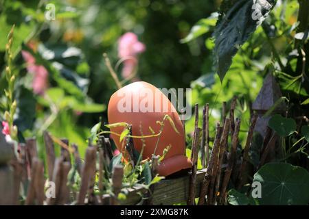 Ceramic pot installation on the wooden fence, closeup Stock Photo - Alamy