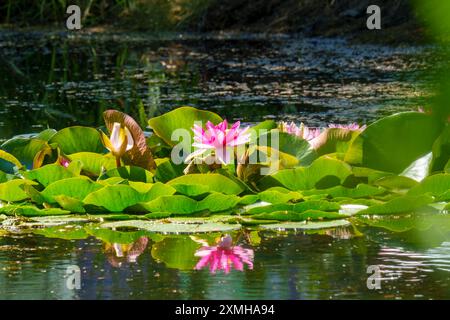 Water lily is blooming in a pond with beautiful colour photo taken in ...