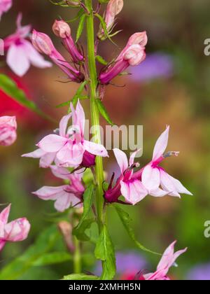 Red throated pink summer flowers and buds of the hardy, upright ...