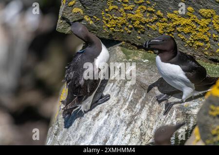 Common murre, nesting with razorbill on side of cliffs at Cape St. Mary ...