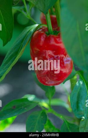 Growing Chilli plant 'Carolina' Reaper Stock Photo - Alamy
