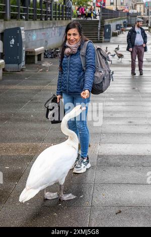 Mute swan (Cygnus olor) from Vejlerne, northern Denmark Stock Photo - Alamy