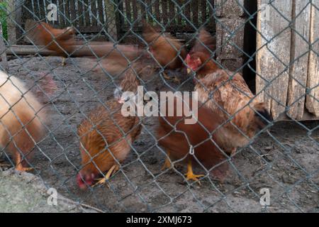 Chickens in chicken pen, motion blur Stock Photo - Alamy