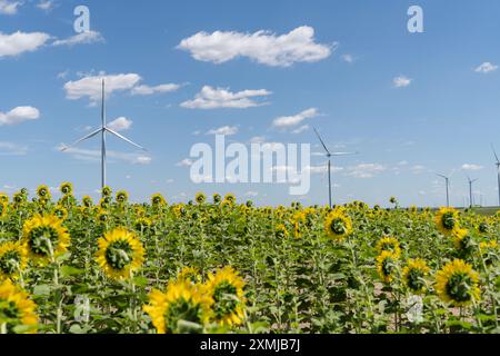 Agricultural field of sunflowers with wind turbines Stock Photo - Alamy