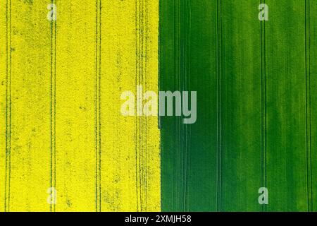 Aerial view of bright landscape with green forest trees and big rocky ...