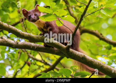 A marten is skillfully climbing up a tall, robust tree amidst the ...