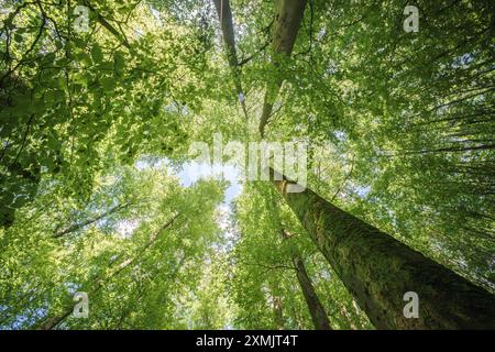 A stunning view of sunlit tree canopies allows appreciation of natures ...