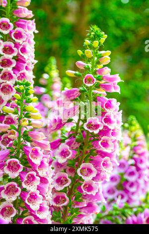 Beautiful foxglove flowers in a flower bed at a botanical garden in ...