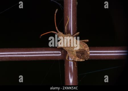 Coreus marginatus Family Coreidae Genus Coreus Dock Bug wild nature ...