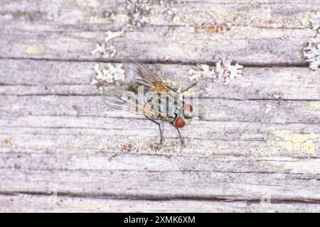 Genus Musca Family Muscidae fly wild nature insect photography, picture ...