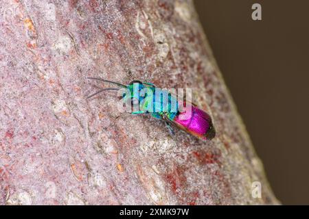 Chrysis terminata Family Chrysididae Genus Chrysis Cuckoo wasp wild ...