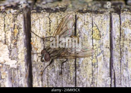 Genus Helina Family Muscidae Subfamily Phaoniinae fly wild nature ...