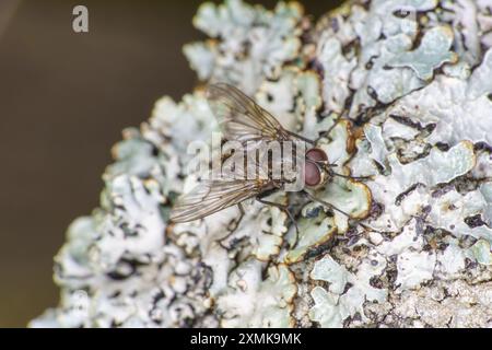 Genus Helina Family Muscidae Subfamily Phaoniinae fly wild nature ...