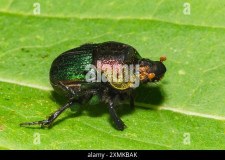 Female Rainbow Scarab beetle (Phanaeus igneus Stock Photo - Alamy