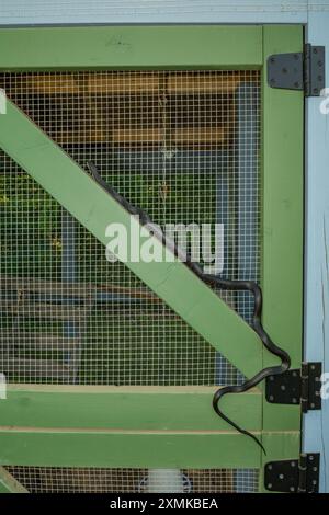Black Rat Snake Sneaking into a Chicken Coop Stock Photo - Alamy