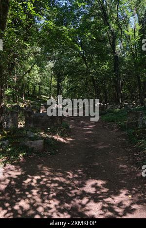 A wide path in a dense forest Stock Photo - Alamy