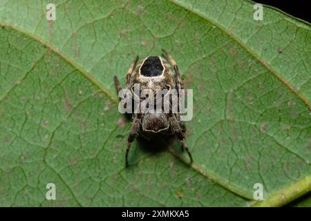 A beautiful black-spotted hairy field spider (Araneus nigroquadratus ...