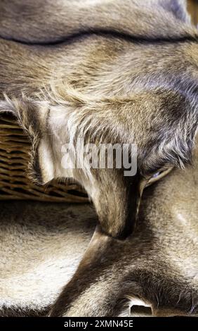 Animal skin detail, artisan tanning Stock Photo - Alamy