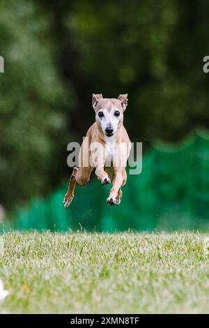 Italian Greyhound running lure coursing dog sport in grass Stock Photo ...