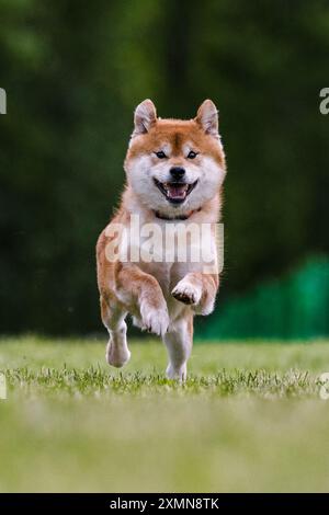 A Shiba Inu dog running in a green field Stock Photo - Alamy