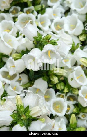 Campanula Medium White Flowers Stock Photo - Alamy