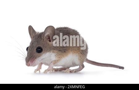 African pygmy mouse aka Mus minutoides and smallest rodent in the world ...