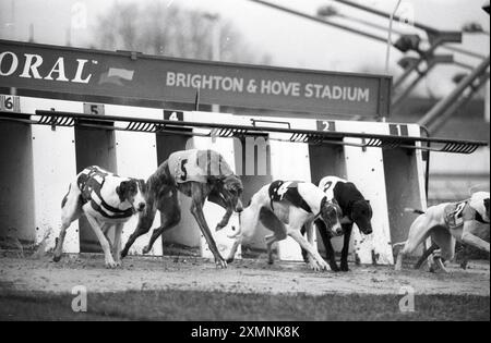 Dog Racing Sunday Hove ? Brighton and Hove Stadium 8 January 1995 ...