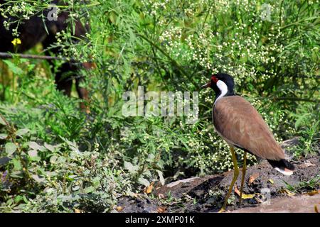 A Red wattled lapwing is wandering on the ground, tithari bird Stock ...
