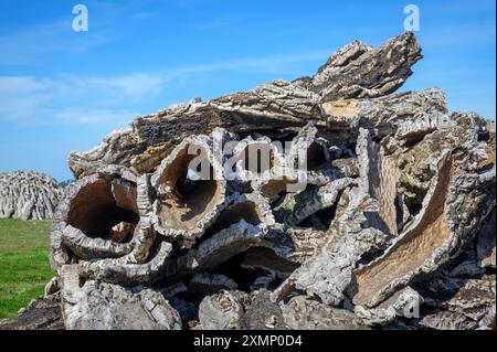 Cork oak bark freshly removed from Cork oak trees (Quercus suber) and ...