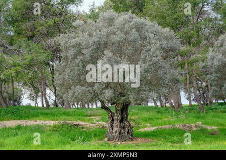 Ancient Olive Tree Under a Vibrant Sky Stock Photo - Alamy